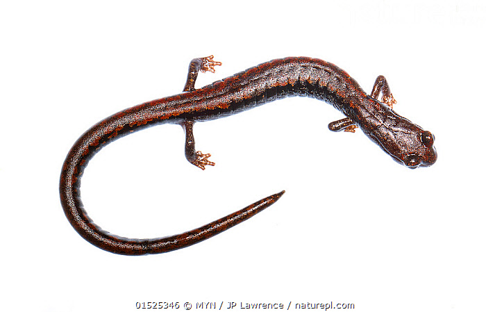 Stock photo of Oregon slender salamander (Batrachoseps wrighti) Oregon ...