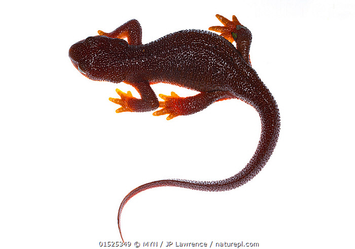 Stock photo of Rough-skinned newt (Taricha granulosa) Oxbow Regional ...