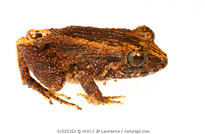 Stock photo of Frog (Craugastor polyptychus) Escudo de Veraguas, Panama ...