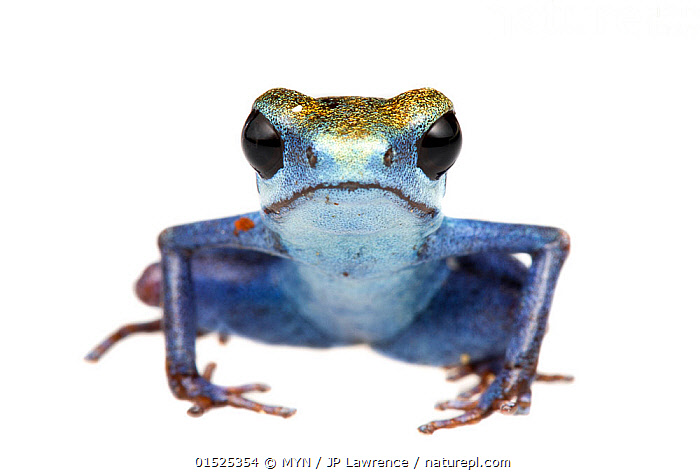 Stock photo of Strawberry poison frog (Oophaga pumilio) Escudo de ...