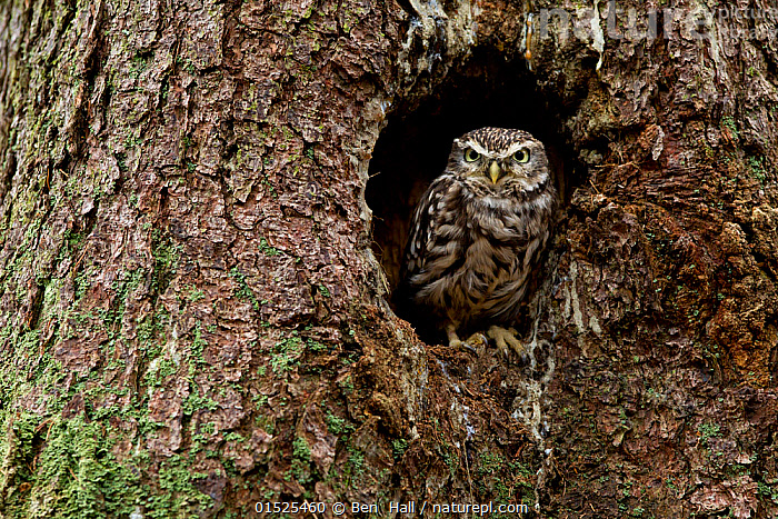Down A Hole With An Owl