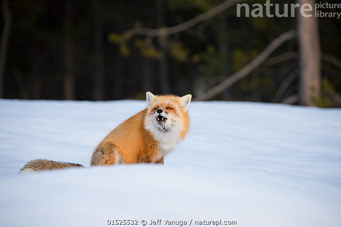 Stock photo of Red fox (Vulpes vulpes) barking for mate in snow during ...