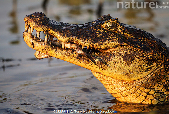 Stock photo of Yacare caiman (Caiman yacare) eating fish, Pantanal ...