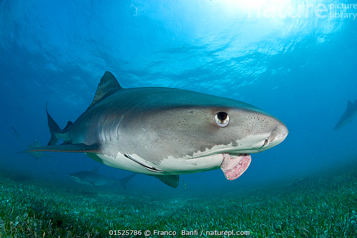 Stock photo of Tiger shark (Galeocerdo cuvier)with injured jaw ...