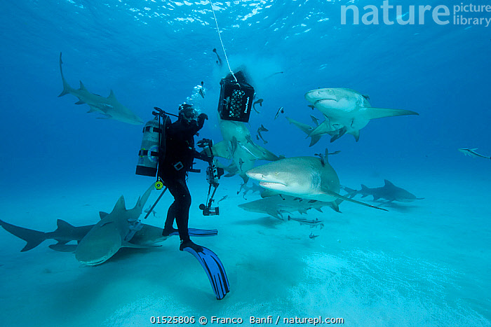 Stock photo of Scuba diver diving with Lemon shark (Negaprion ...