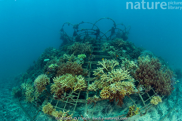 Stock photo of Corals attached to structure of bio-rock, a method of ...