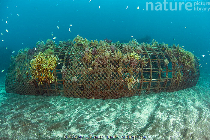 Stock photo of Corals attached to structure of bio-rock, a method of ...