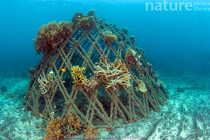 Stock photo of Corals attached to structure of bio-rock, a method of ...