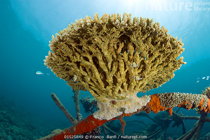 Stock photo of hard coral on structure of bio-rock, method of enhancing ...