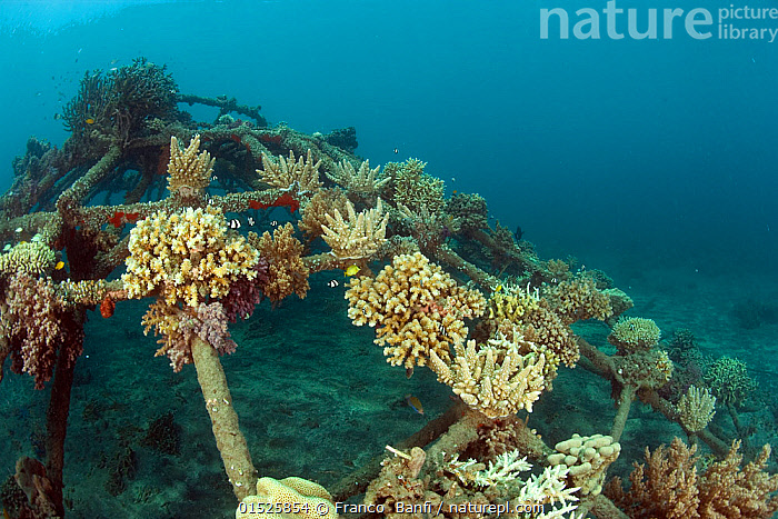 Stock photo of Corals attached to structure of bio-rock, a method of ...