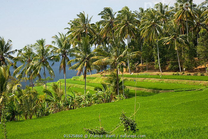Stock photo of Rice paddy fields, Bali Island, Indonesia, Pacific Ocean ...
