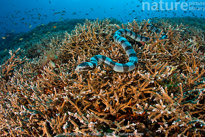 Stock photo of Banded sea snake (Laticauda colubrina) Crystal Bay, Nusa ...