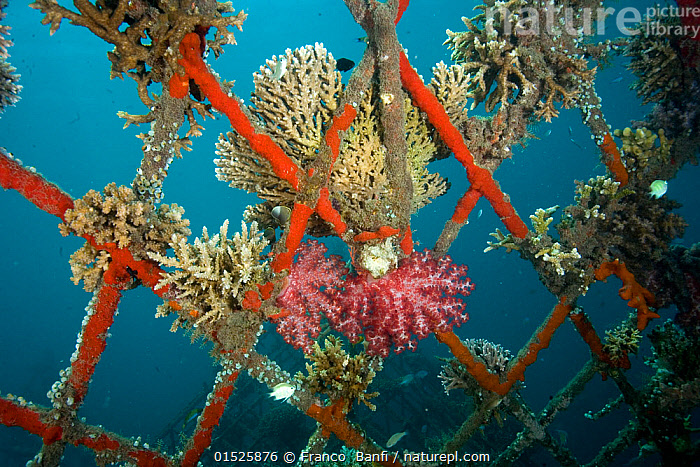 Stock photo of Hard and soft corals and encrusting sponge on the ...