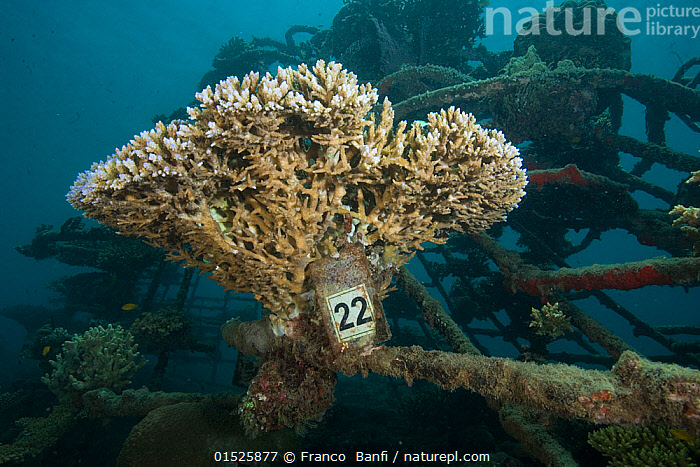 Stock photo of Hard coral with number for research, growing on ...