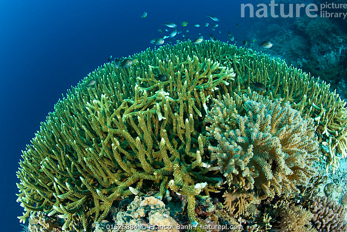Stock photo of Hard coral colonies (Acropora robusta) Menjangan Island ...