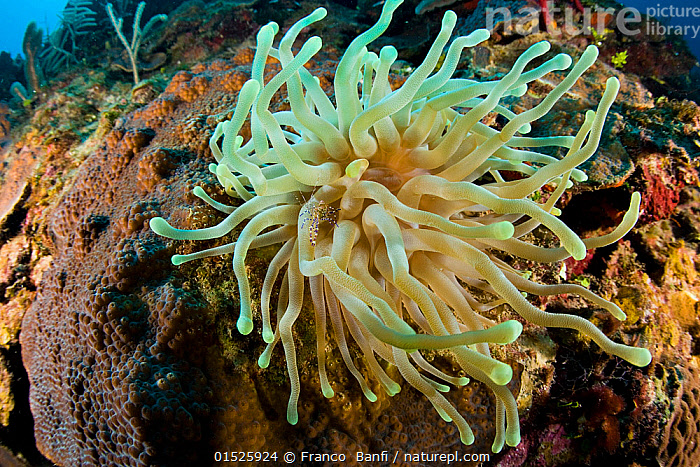 Stock photo of Giant Caribbean sea anemone (Condylactis gigantea) with ...
