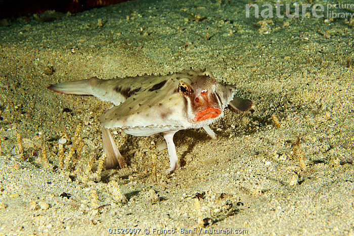 Stock photo of Redlip batfish (Ogcocephalus porrectus) on seafloor ...