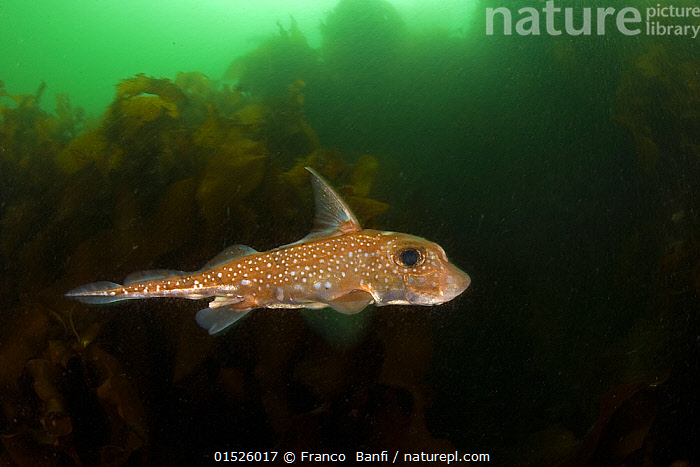 Stock photo of Spotted ratfish (Hydrolagus colliei) Vancouver Island ...