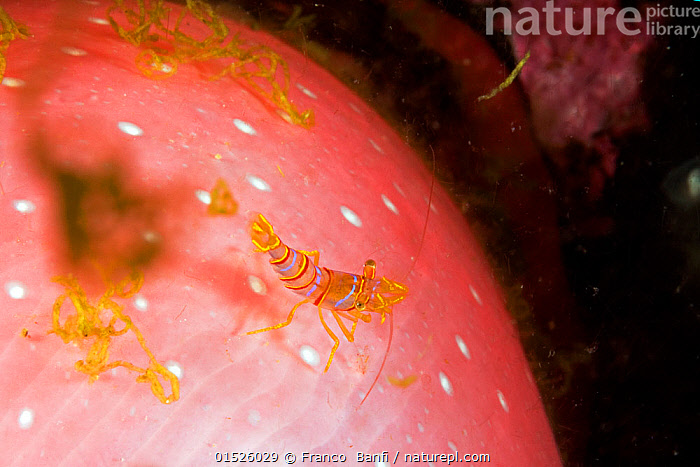 Stock photo of Clown shrimp (Lebbeus grandimanus) on Crimson anemone ...
