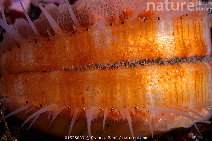 Stock photo of Pacific pink scallop (Chlamys rubida) close up, Vancouver Island, British ...