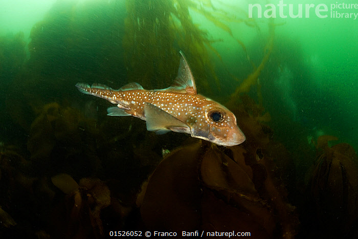 Stock photo of Spotted ratfish (Hydrolagus colliei) Vancouver Island ...