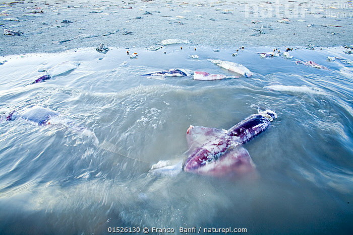 Stock photo of Mass stranding of Humboldt squid (Dosidicus gigas) on ...