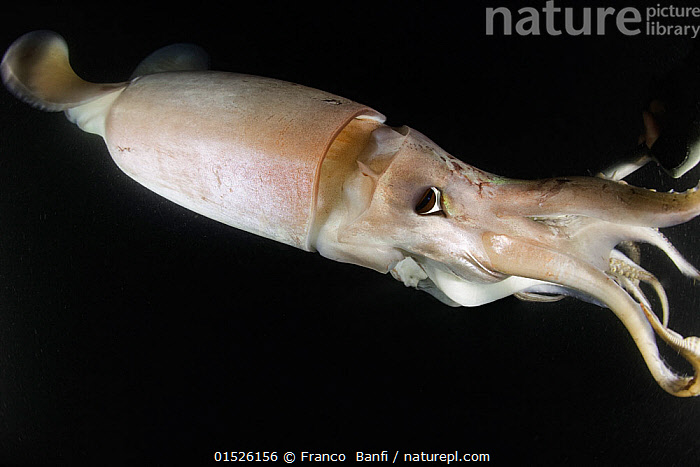 Stock photo of Humboldt squid (Dosidicus gigas) at night off Loreto, Sea of Cortez, Baja ...