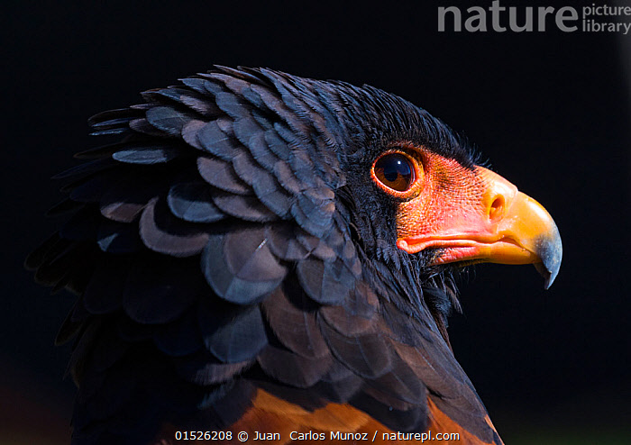 Stock photo of Bateleur eagle (Terathopius ecaudatus) head portrait ...