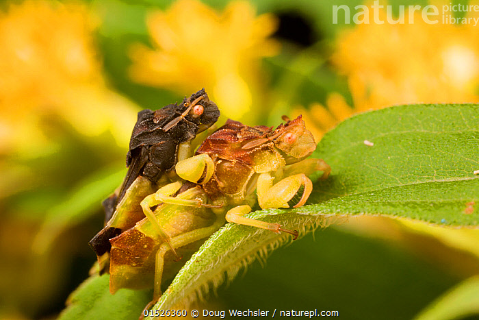 Stock photo of Pennsylvania ambush bug (Phymata pennsylvanica) mating ...