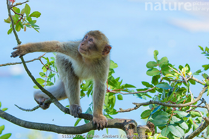Stock photo of Barbary macaque (Macaca sylvanus) youngster climbing ...
