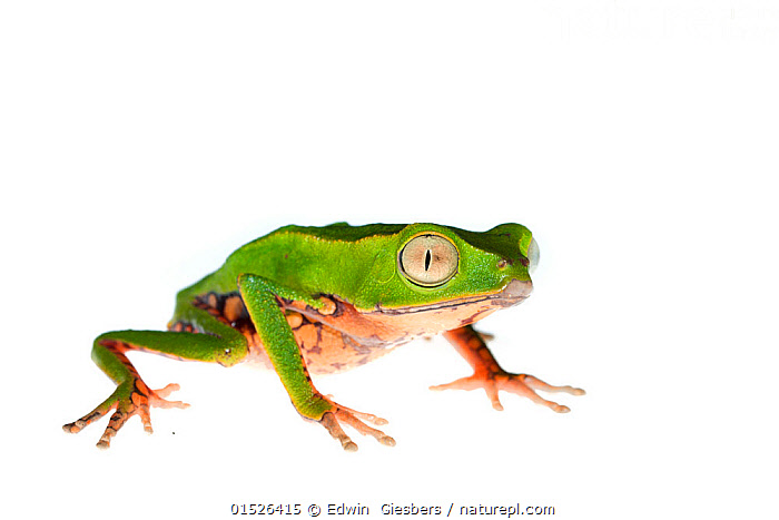 Stock photo of White-lined leaf frog (Phyllomedusa vaillantii) captive ...