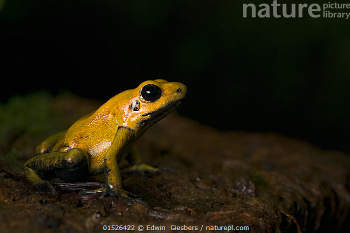 Stock photo of Black legged poison dart frog (Phyllobates bicolor ...