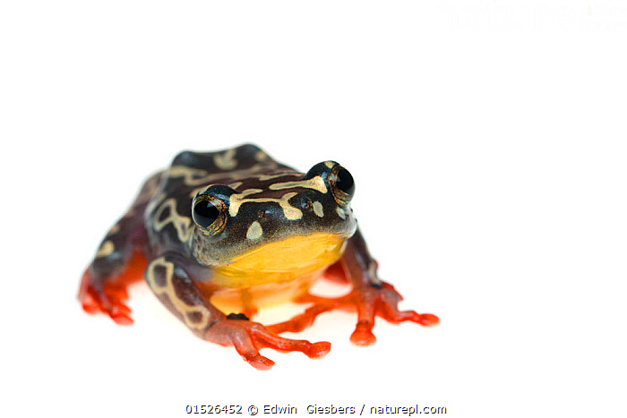 Stock photo of Riggenbach's reed frog (Hyperolius riggenbachi) captive ...