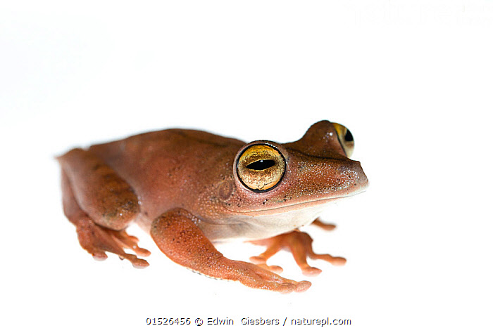 Stock photo of Troschel's tree frog (Hyla calcaratus) captive, occurs ...