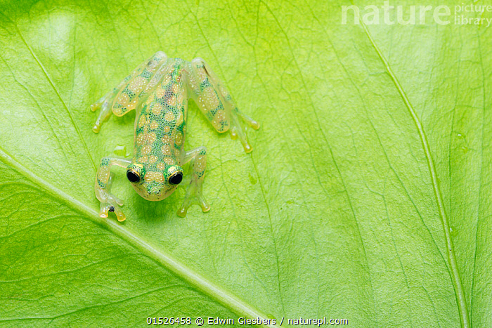 Stock photo of Reticulated glass frog (Hyalinobatrachium valerioi ...