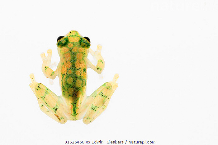 Stock photo of Reticulated glass frog (Hyalinobatrachium valerioi ...