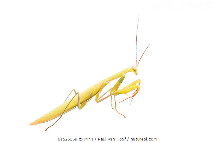 Stock photo of European mantis (Mantis religiosa) male, France, July ...