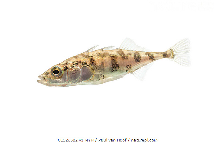 Stock photo of Three-spined stickleback (Gasterosteus aculeatus) adult ...