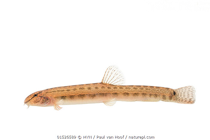 Stock photo of Spined loach (Cobitis taenia) adult, The Netherlands ...