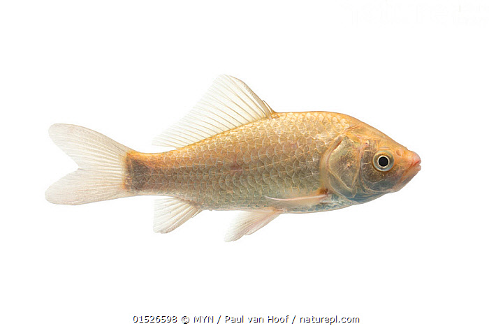 Stock photo of Prussian carp (Carassius gibelio) subadult, The ...