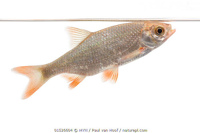 Stock photo of Common rudd (Scardinius erythrophthalmus) subadult, The ...