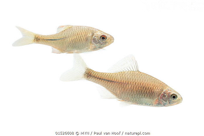 Stock photo of European bitterling (Rhodeus amarus) male (top) and ...