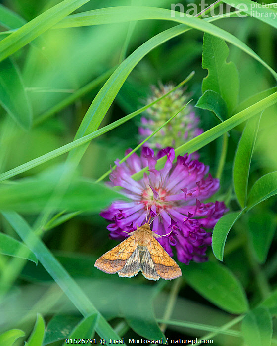 Stock photo of Bordered sallow moth (Pyrrhia umbra) on flower, Uusimaa ...