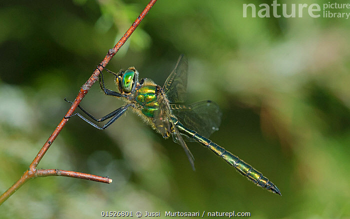 Stock photo of Brilliant emerald dragonfly (Somatochlora metallica ...