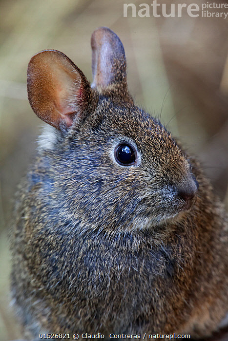 Stock photo of Volcano rabbit (Romerolagus diazi) Mexico City ...