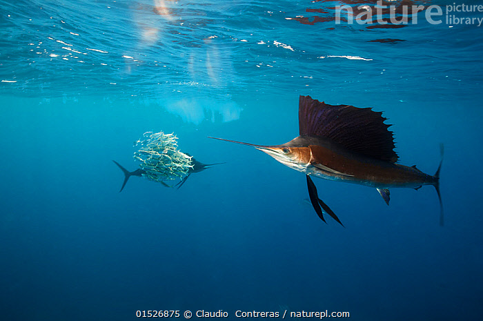 Stock photo of Atlantic sailfish (Istiophorus albicans) attacking ...