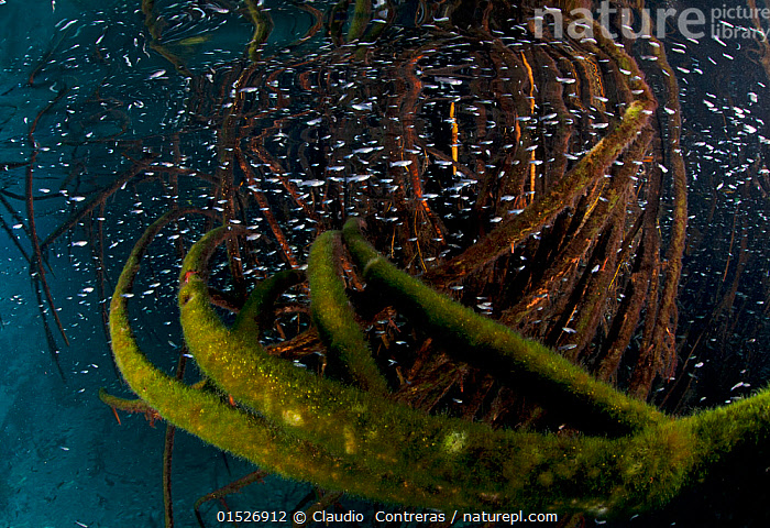 Stock photo of Red mangrove (Rhizophora mangle) and fish in sinkhole ...
