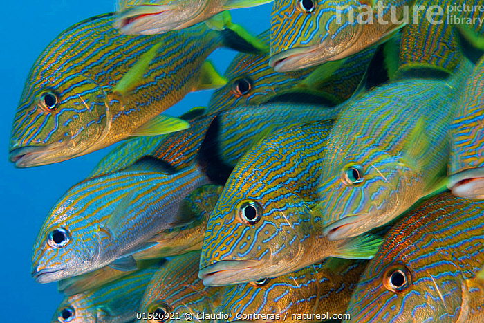 Stock photo of Blue striped grunt (Haemulon sciurus) and Caesar Grunt ...