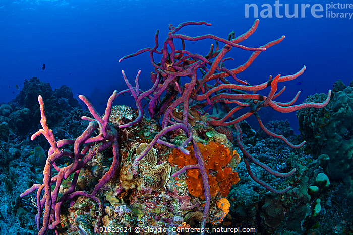 Stock photo of Row pore rope sponge (Aplysina cauliformis) Cozumel ...