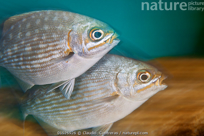 Stock photo of Yellow chub (Kyphosus incisor) two side by side, Yalku ...